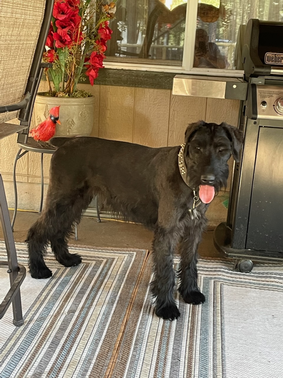 Upcoming Litters: Meet the Ladies | Oregon Giant Schnauzers