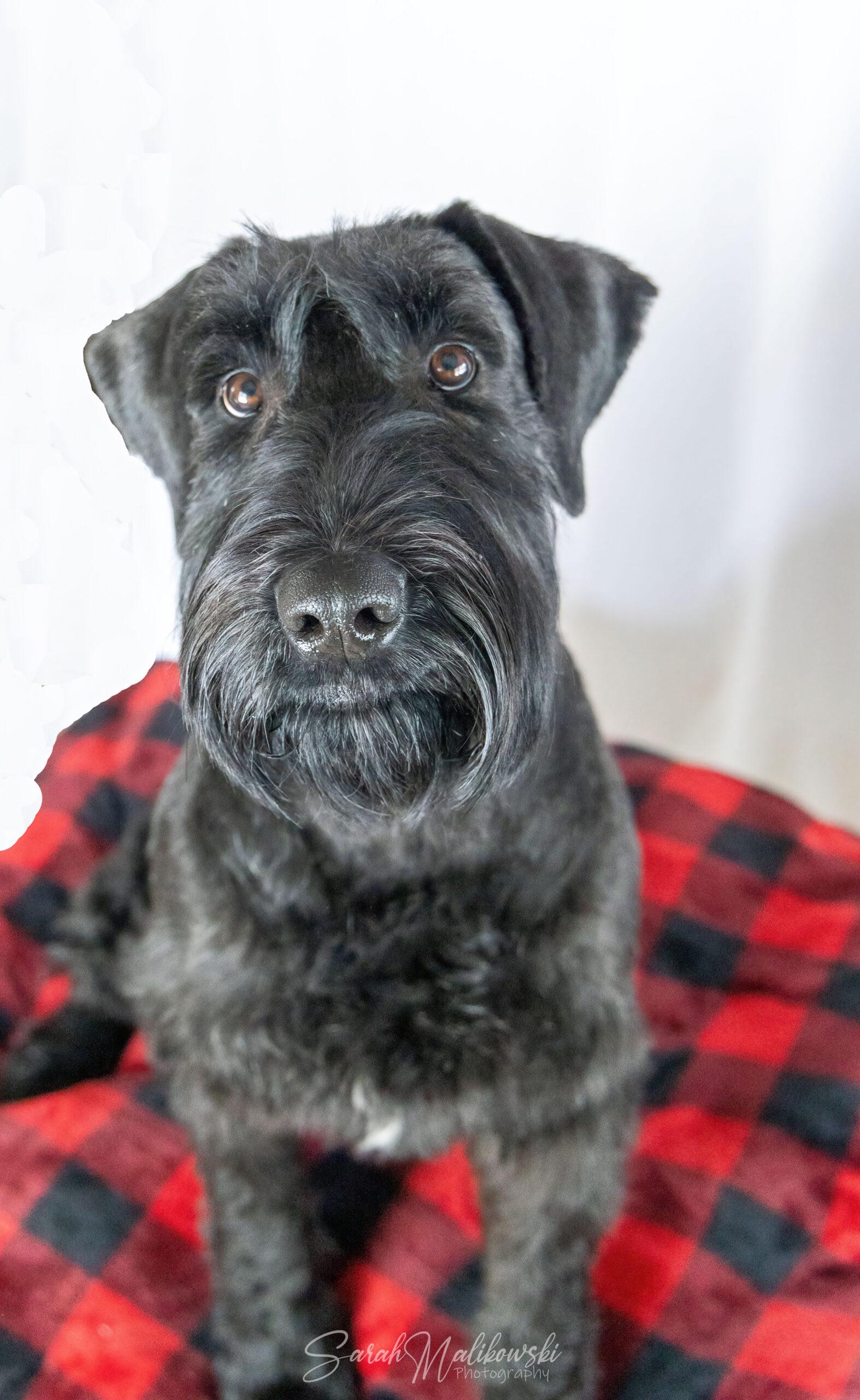 Upcoming Litters: Meet the Ladies | Oregon Giant Schnauzers