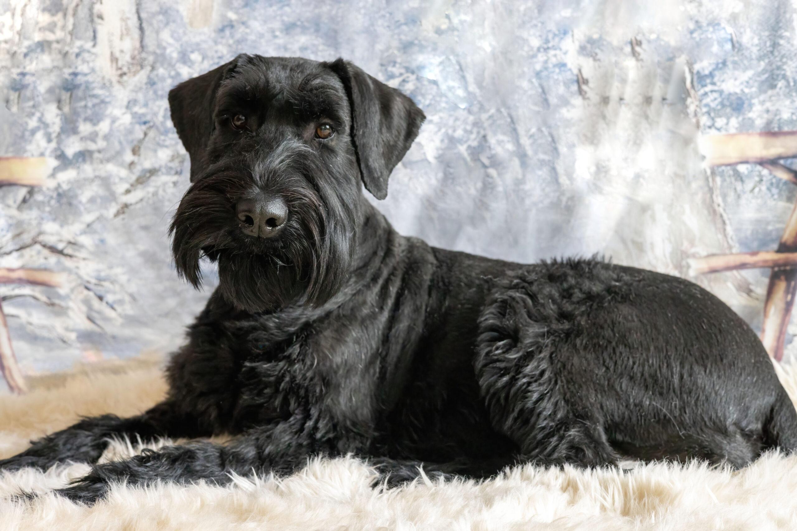 Available Puppies | Oregon Giant Schnauzers