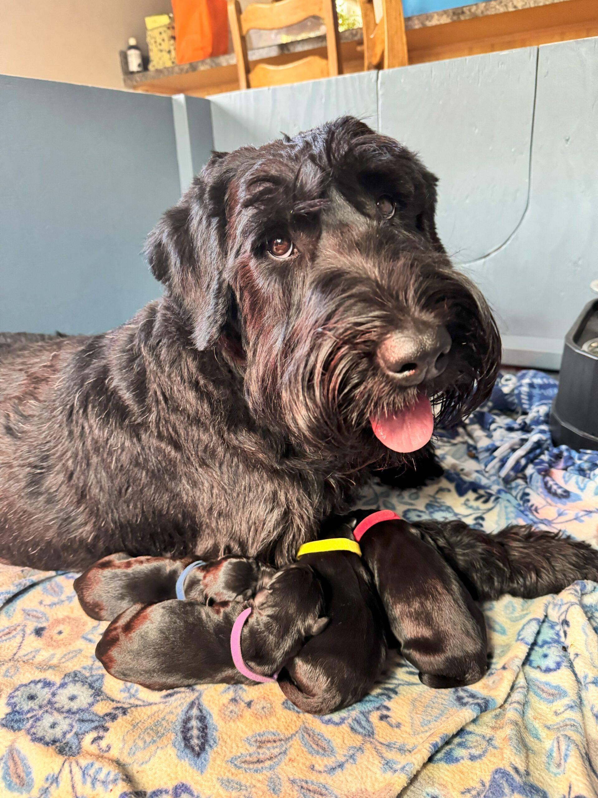 Available Puppies | Oregon Giant Schnauzers